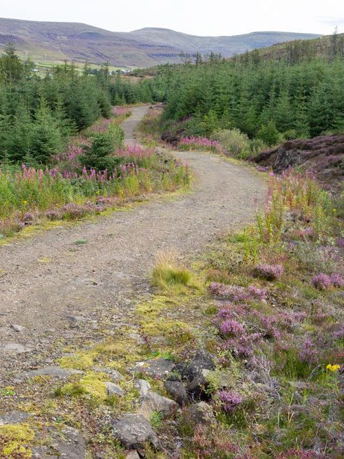 Kingsburgh Forest Trust - A community owned forest in the Isle of Skye